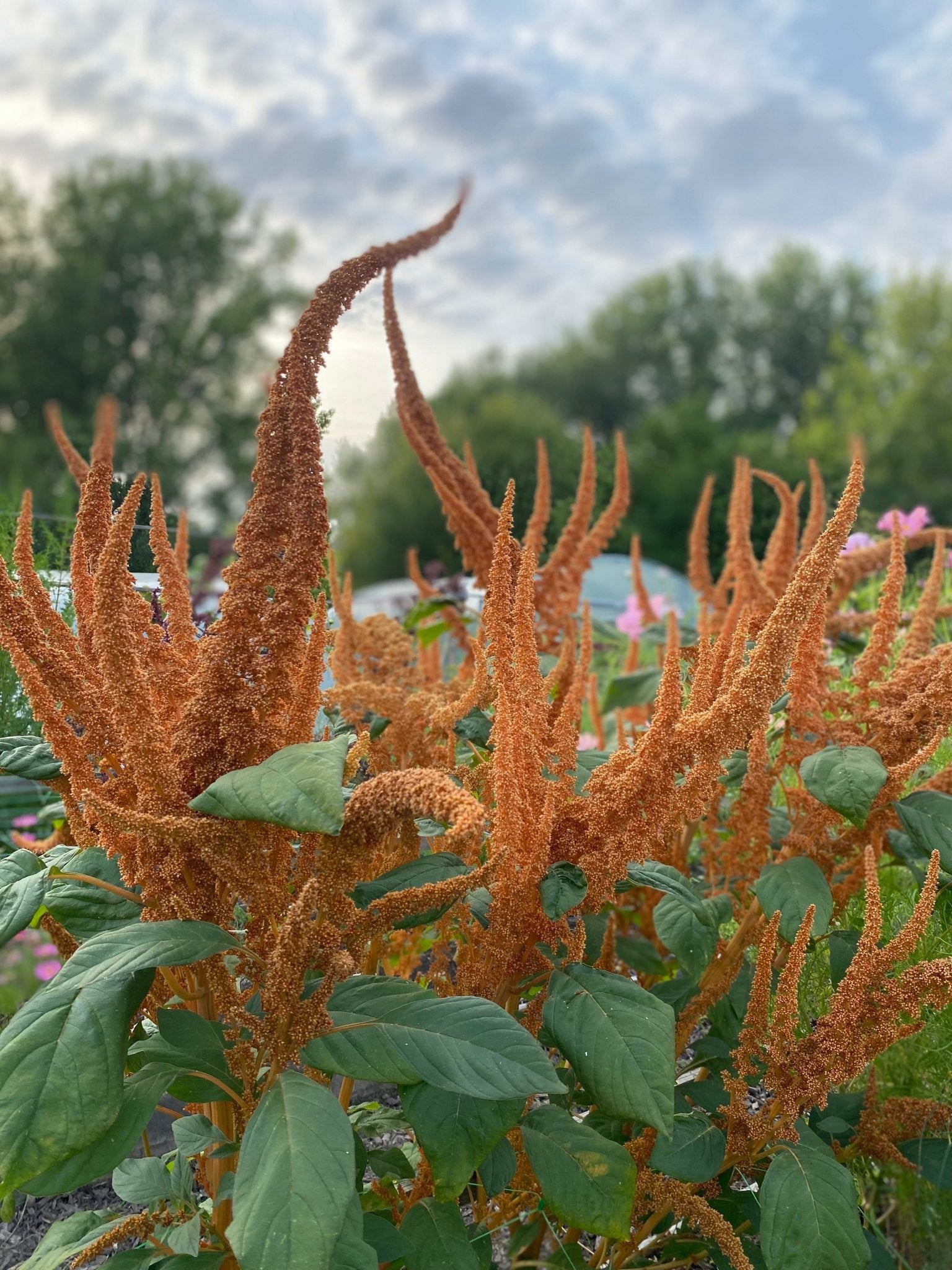 Amaranthus cruentus "Hot Biscuits" zaden – Tuinkabouter Chrisje