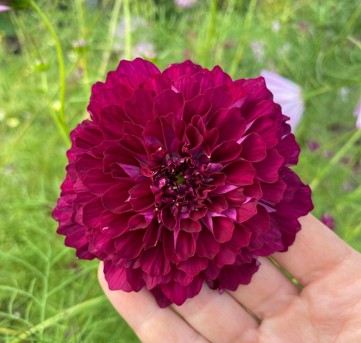 Cosmos Double Click Cranberries Zaden – Tuinkabouter Chrisje