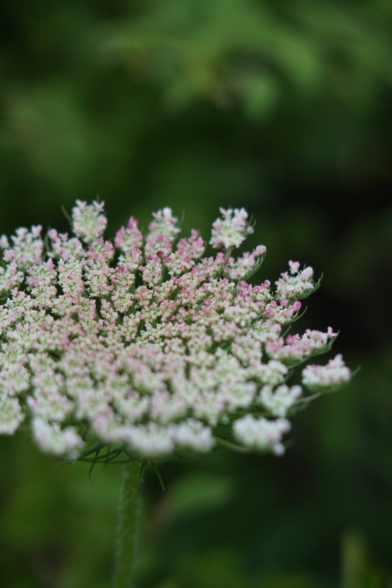 Daucus Carota dara Mix - Wilde Peen Bloemzaden Online – Tuinkabouter ...
