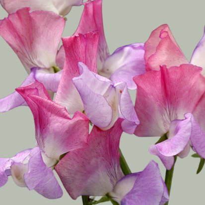 Lathyrus Odoratus Enchanté - Geurende Siererwt Zaden Online Kopen ...