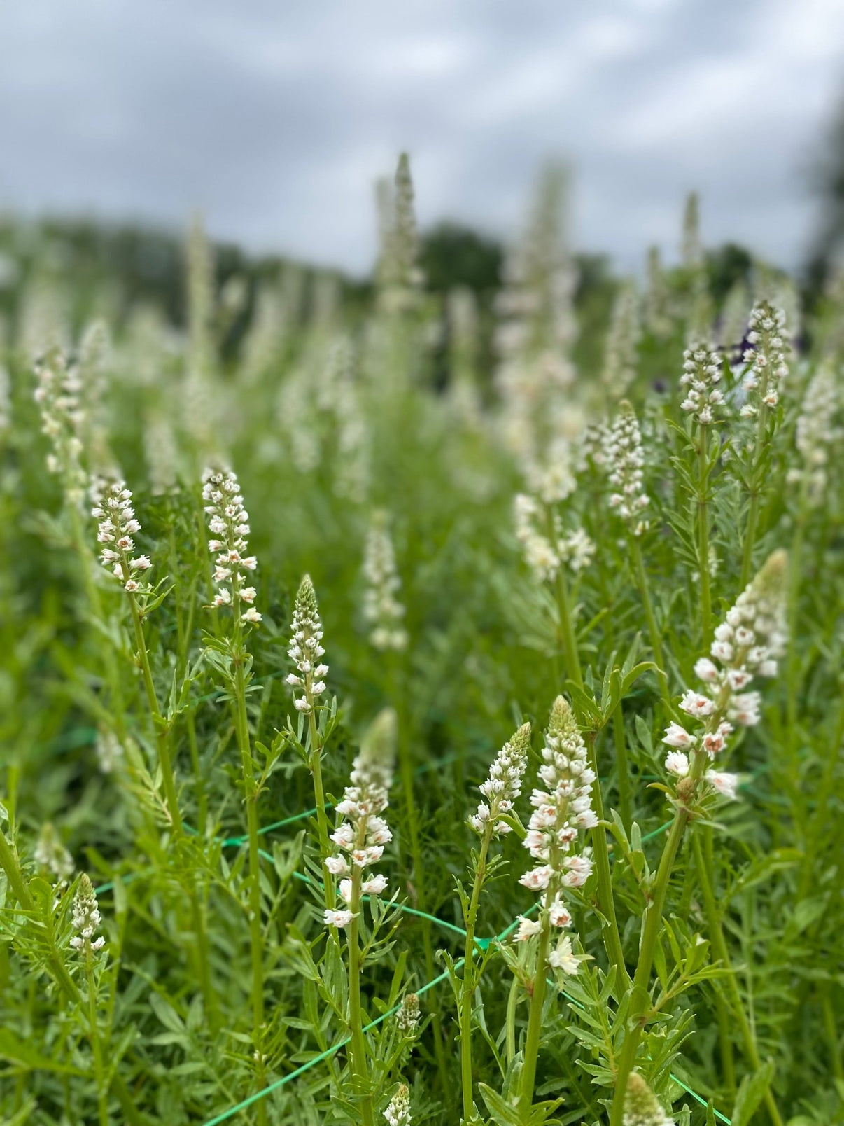 Reseda alba zaden – Geurende witte reseda voor borders & boeketten ...