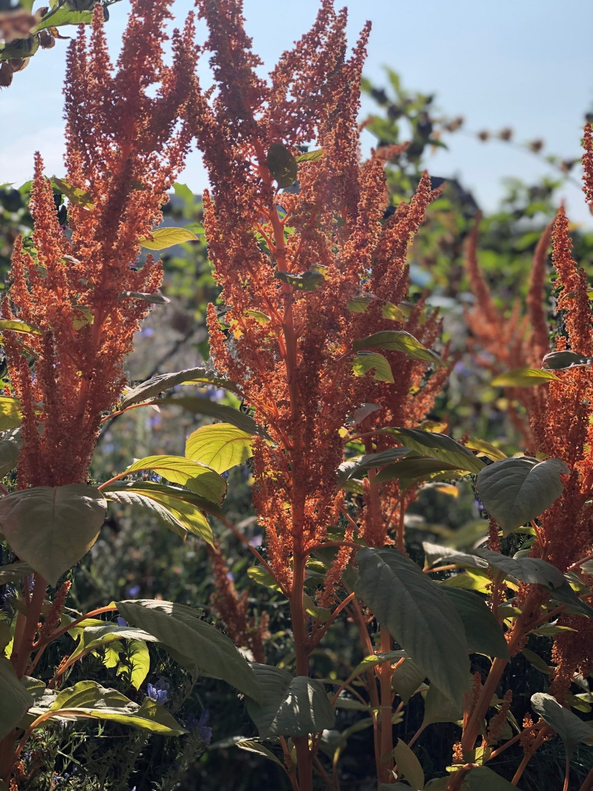 Amaranthus cruentus "Hot Biscuits" zaden – Tuinkabouter Chrisje