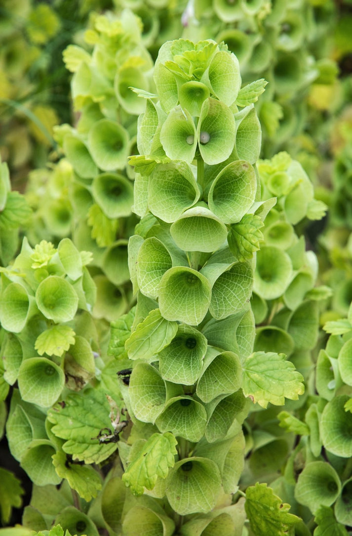 Bells of Ireland - Ierse Bellen (Moluccella laevis) zaden ...