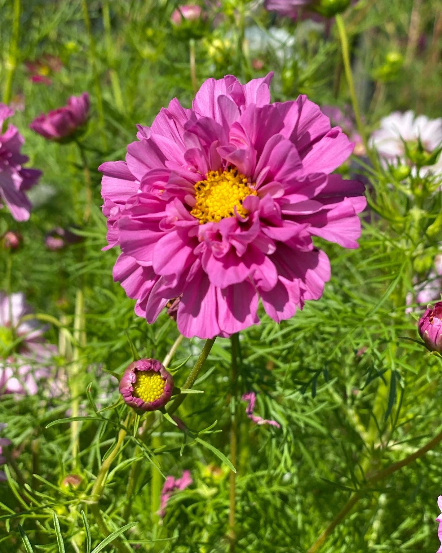 Cosmos Double Click Rose Bonbon Zaden – Tuinkabouter Chrisje