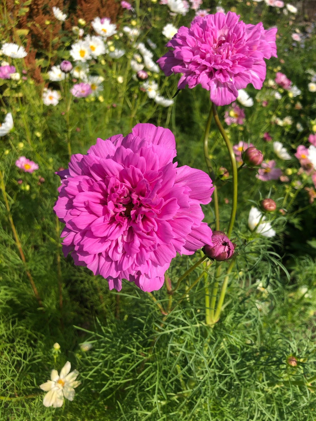 Cosmos Double Click Rose Bonbon Zaden – Tuinkabouter Chrisje