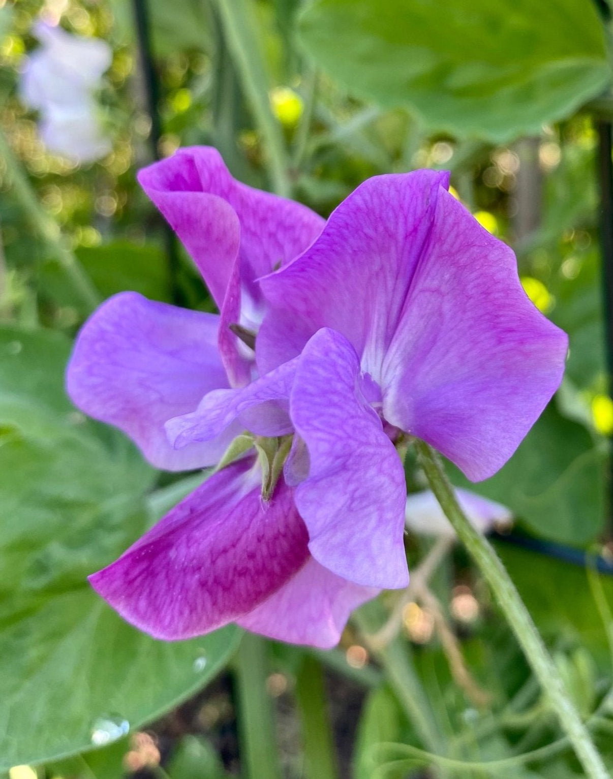 Lathyrus Odoratus - Reukerwt "Enchanté” – Tuinkabouter Chrisje