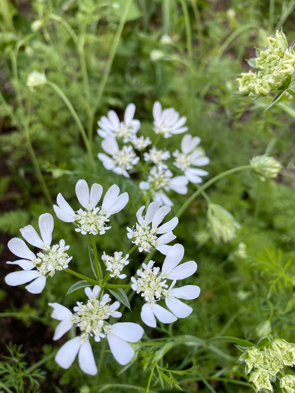 Orlaya Grandiflora Zaaien | Orlaya zaden – Tuinkabouter Chrisje