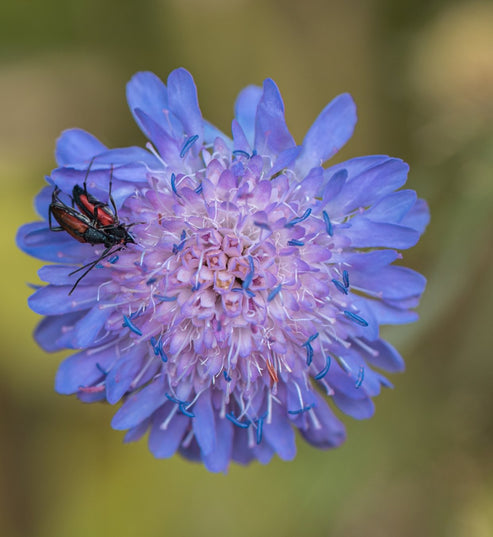 Scabiosa atropurpurea 'Oxford Blue' zaden – Tuinkabouter Chrisje