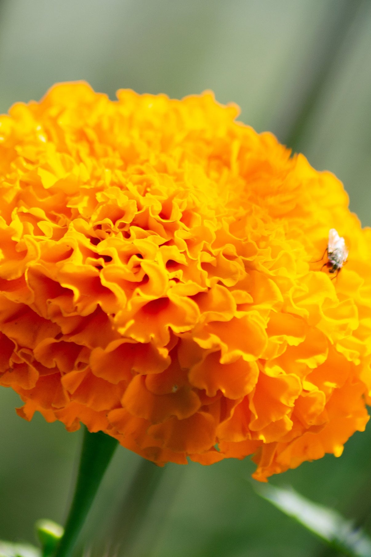 Tagetes erecta 'Hawaii' – Tuinkabouter Chrisje