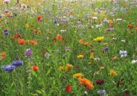 Wilde Bloemenweide mix – Tuinkabouter Chrisje